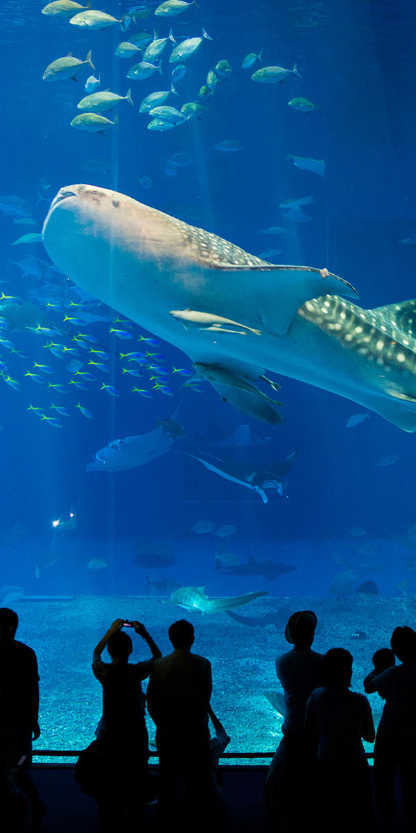 Okinawa | DFS | T Galleria